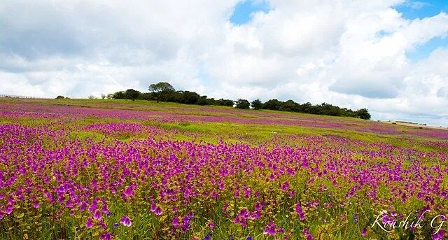 Kaas Pathar, Satara: Famous Place in Maharashtra - E India Tourism