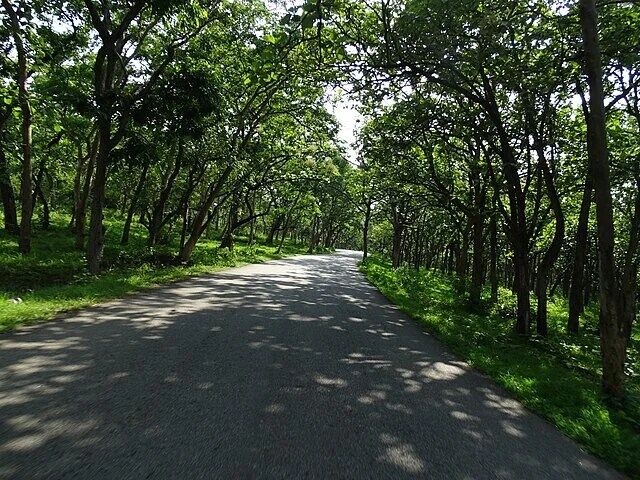 Mudumalai Tiger Reserve: A Wildlife Haven in the Nilgiris - E India Tourism