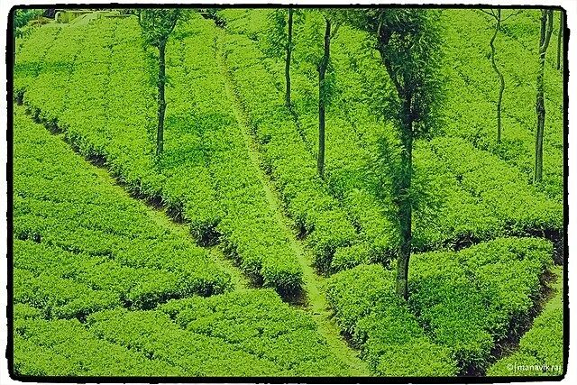 Highfield Tea Factory: Famous Tea Lover’s Paradise in Coonoor - E India ...