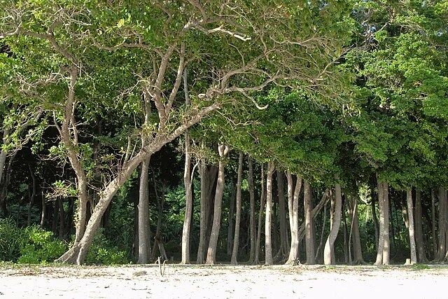 Ross Island: Best Historical Gem in the Andaman Archipelago - E India ...