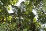 Ross Island: Best Historical Gem in the Andaman Archipelago - E India ...