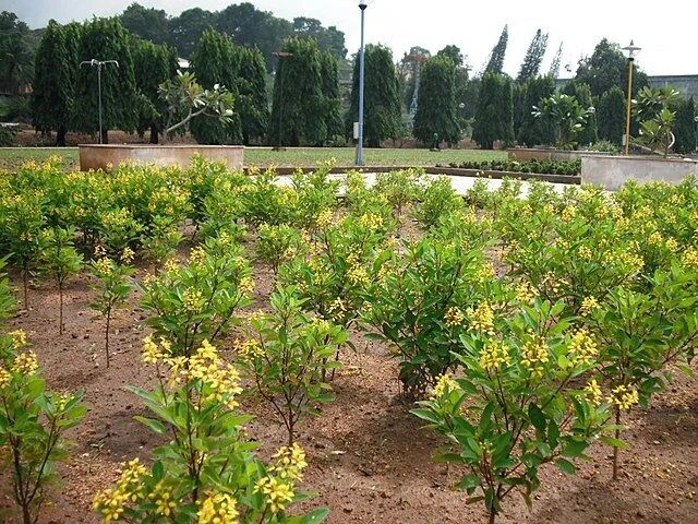 The Enchanting Yakshi Statue: A Symbol of Kerala's Artistic Heritage ...