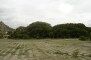 Thimmamma Marrimanu: The World's Largest Banyan Tree and Its ...