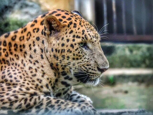 Nandankanan Zoological Park: Famous Wildlife Haven in the Heart of ...