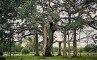 Thimmamma Marrimanu: The World's Largest Banyan Tree and Its ...